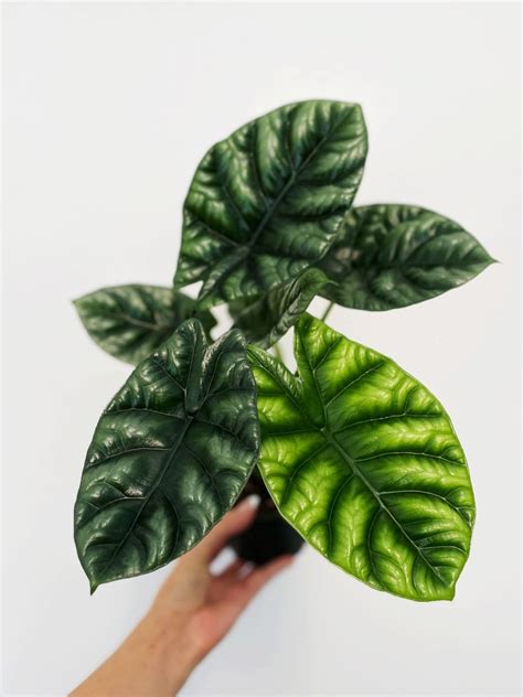 Alocasia Sinuata Quilted Green