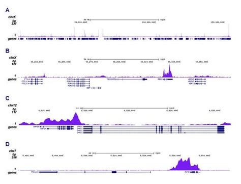 Phospho Rna Pol Ii Ctd Ser2 Monoclonal Antibody Invitrogen 50 μg