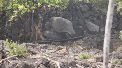 Two Giant Galapagos Tortoises Mating Having Sex Galapagos Stock Video