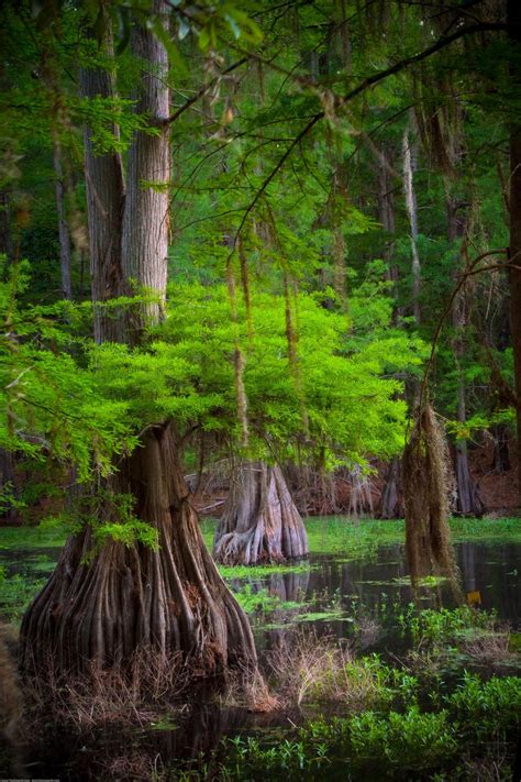 Cypress Tree Cypress Trees Unique Trees Beautiful Nature