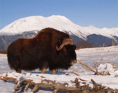The Stinky Yet Loveable Musk Ox Featured Creature