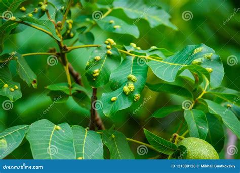 Noci Su Un Albero Parassita Di Malattia Sulle Foglie Della Noce Tristriatus Nal Di Eriophyes O