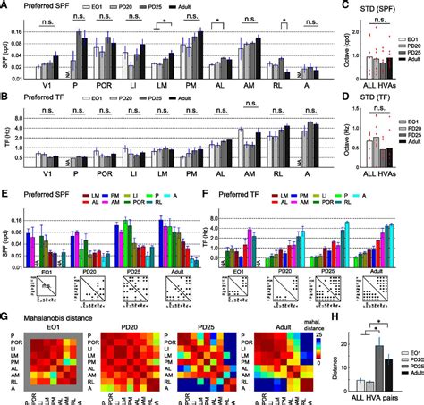 Functional Segregation And Development Of Mouse Higher Visual Areas Journal Of Neuroscience