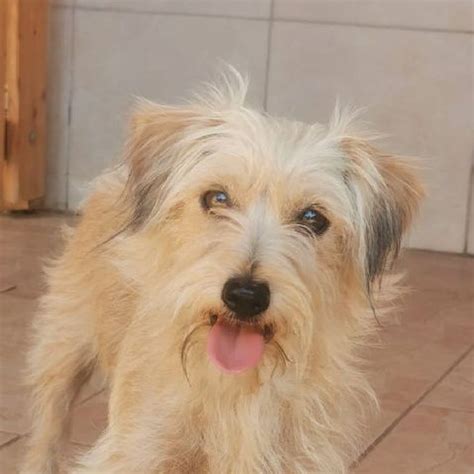 Ginger Hundar Längtar Hem