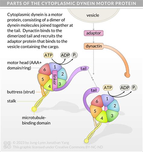 3 5 Transport Using The Cytoskeleton Cell And Molecular Biology