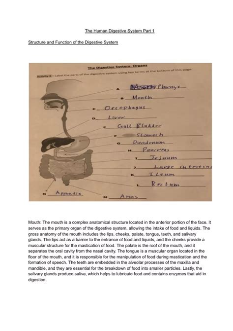 Summary Digestive System Part 1 Digestive System Part 1 And 2 Stuvia Uk