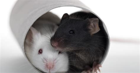 Lab Mice May Give First Aid To Unconscious Mates Npr Illinois