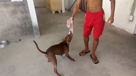 Treinamento Com Filhote De Pitbull Red Nose Youtube