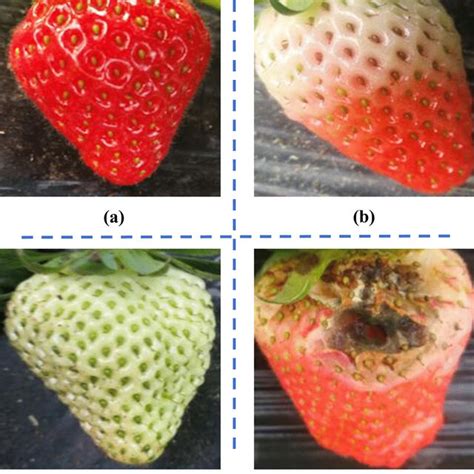 Examples Of Strawberry Images A Mature B Half Mature C Immature D Download Scientific
