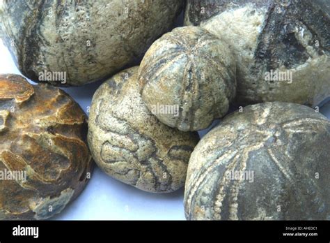 Seabed Fossils Hi Res Stock Photography And Images Alamy