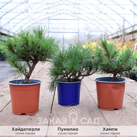 Купить саженцы сосны горной Хампи | более 50 сортов сосны