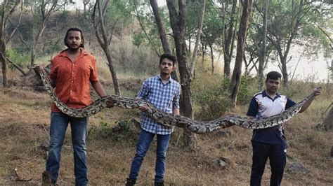 Mumbai 15 Foot Long Indian Rock Python Rescued From Bhandup Area
