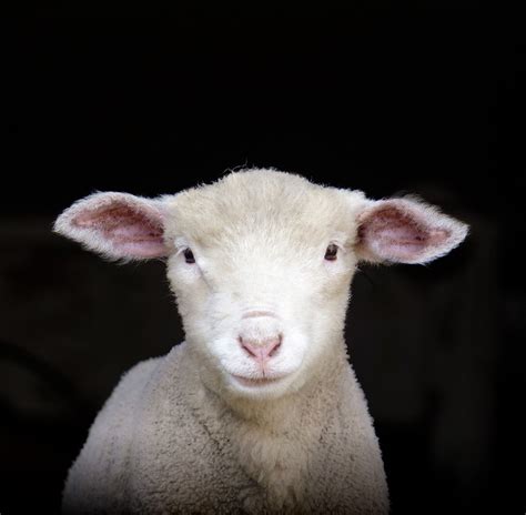 Schäfchen Foto And Bild Tiere Tierkinder Schafe Bilder Auf Fotocommunity