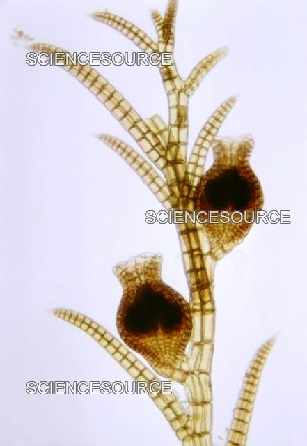 Polysiphonia Sp Algae Light Microgra Stock Image Science Source Images