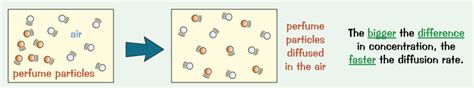 Diffusion Diagram Quizlet