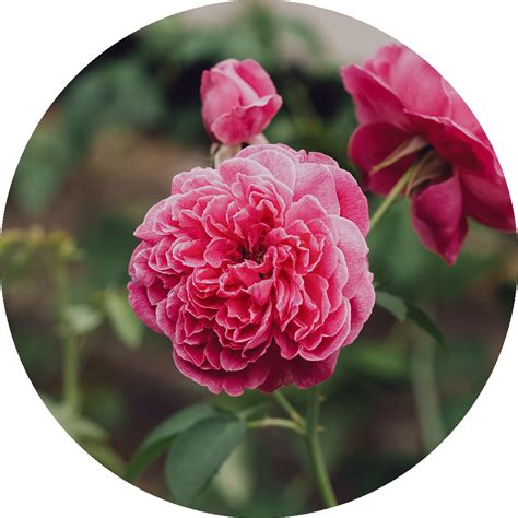 What Is Damask Rose At Shirley Levy Blog