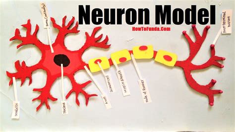 How To Make Neuron Structure School Science Model Science Projects
