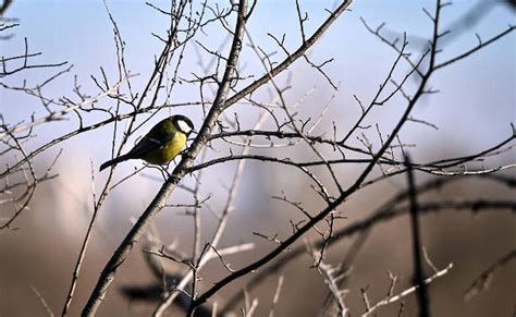 Мороз і сильний вітер синоптик розповіла якою буде погода в Україні 21 лютого Читайте на Ukr Net