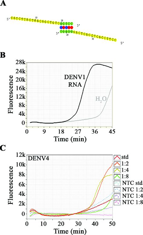 Dimerisation And Primer Concentration A Example Of Dimerisation Download Scientific Diagram