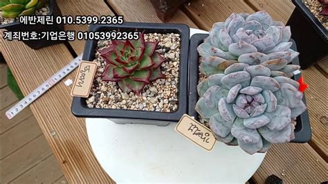 창전문설이네다육멋지고예쁜창다육 판매💝💖💗💞💕 Youtube