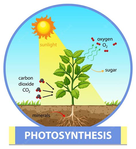 Photosynthesis Flashcards For Class 3 Quizizz