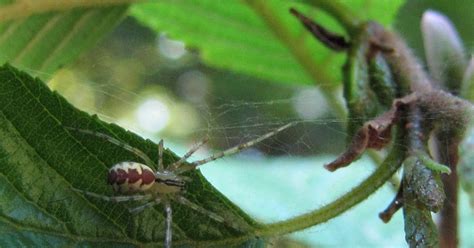 Bug Eric Spider Sunday Hammock Spiders