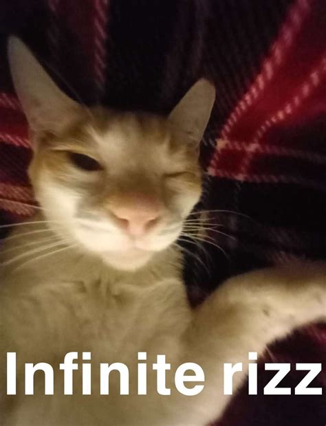 Cat Artofit