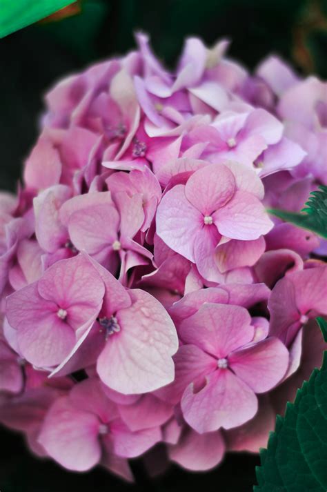 집 밖의 가나가와 가마쿠라 계절 관상용 식물 꽃 꽃 무늬 꽃 장식 꽃무늬 꽃이 피는 꽃잎 나뭇잎 녹색 다발 다채로운 무리 보라색 보라색 꽃