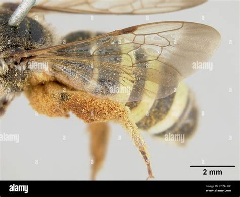 Pinned California United States Nomia Californica Cockerell 1910