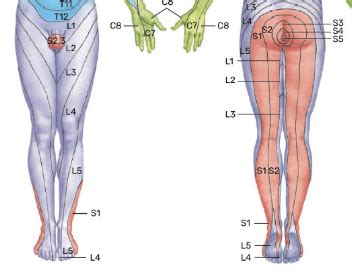 MSK Dermatomes Myotomes LE Loose Packed Positions Flashcards Quizlet