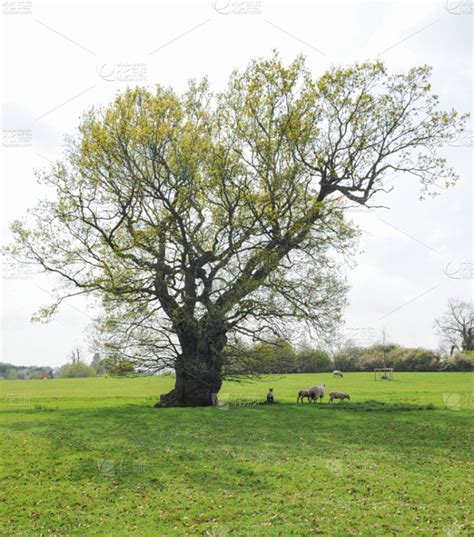 沃里克郡 英格兰 英国 农场 橡树 斯特拉特福 垂直画幅 公园 古老的 巨大的