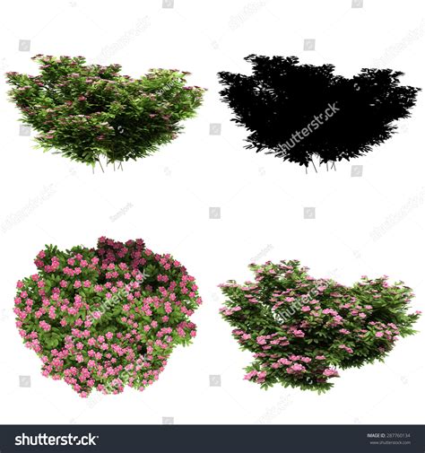 D Tree Render On White Background Stock Illustration Shutterstock