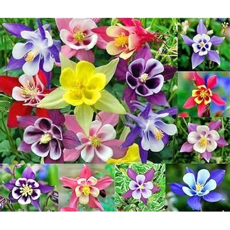 Outsidepride Aquilegia Caerulea Columbine Flower Seed Plant Mix 1000 Seeds