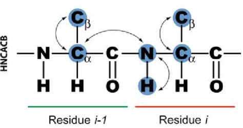 Figure 1 From Automated Assignment Of Backbone Nmr Data Using