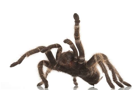 Tarantula Drawing Clipart Bug Art Vector Clipart Bug Art PNG And