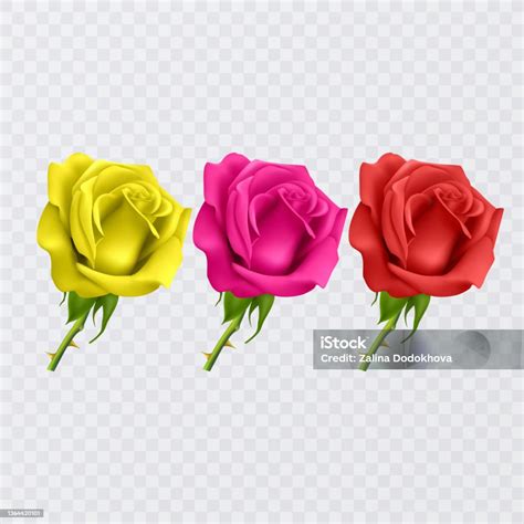 투명 한 배경과 현실적인 장미 벡터 일러스트에 빨간 장미 꽃잎 장미에 대한 스톡 벡터 아트 및 기타 이미지 장미 투명 배경 0명 Istock