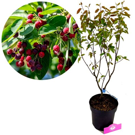 Amelanchier Lamarckii Krentenboompje Meerstammig 3 Liter Pot Kopen