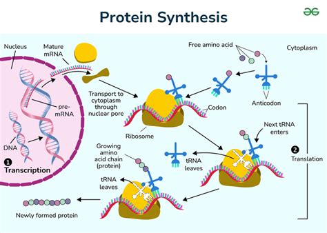 How Are Proteins Synthesized Geeksforgeeks