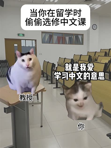 当你在留学时偷偷选修中文课 猫meme 搞笑 喵哥是萌新 猫meme小剧场 Funny 人類迷惑行為 Meme Cat 沙雕剧情 Meme猫 留学 海外留学 留子