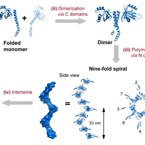 The Hierarchical Organization Of Sas 6 I A Linear Sas 6 Download Scientific Diagram