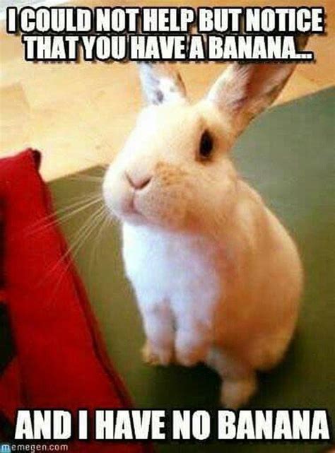 19 Bunny Memes And Photos That Will Warm Your Heart Artofit