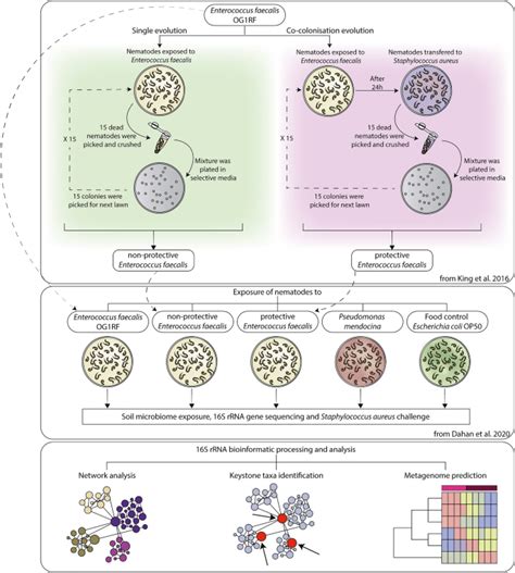 一种新的保护性共生体快速进化为秀丽隐杆线虫微生物群中的关键分类群 Scientific Reports X Mol