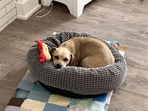 Just A Weenie With His Weenie Rchiweenie