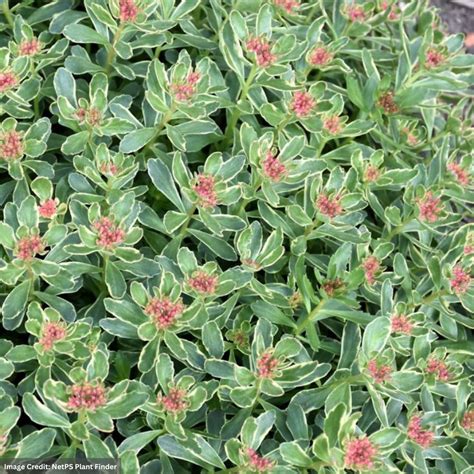 Stonecrop Sedum Kamtschaticum Variegatum 1 Qt Container Mahoney