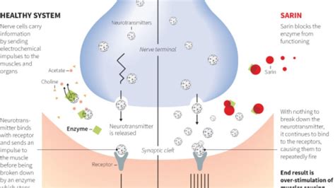 Is Sarin An Organophosphate At Charles Garcia Blog