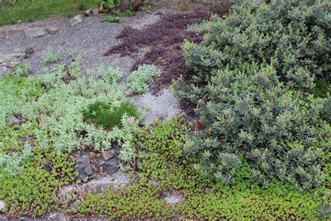 Groundcovers For Sun
