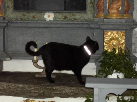 Katzen Mit Ringelschwanz Katzen Forum