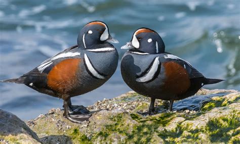 Rare Duck Spotted In Sutherland