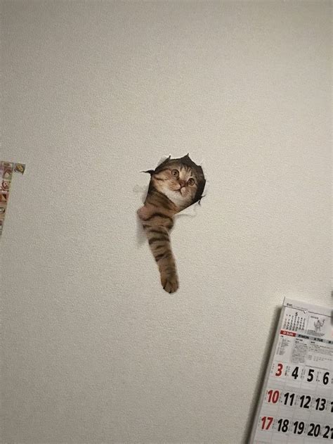 Adorable Cat Peeking Through Wall Cat Running Into Wall Cat In Wall