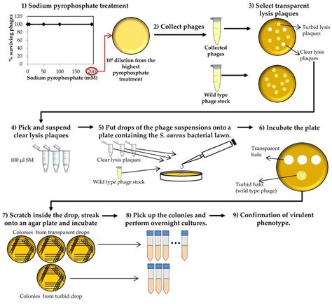 Plaques Phage At Janine Hall Blog